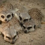 Meerkat Experience at Werribee Open Range Zoo - excl. entry - What to Expect During Your Visit