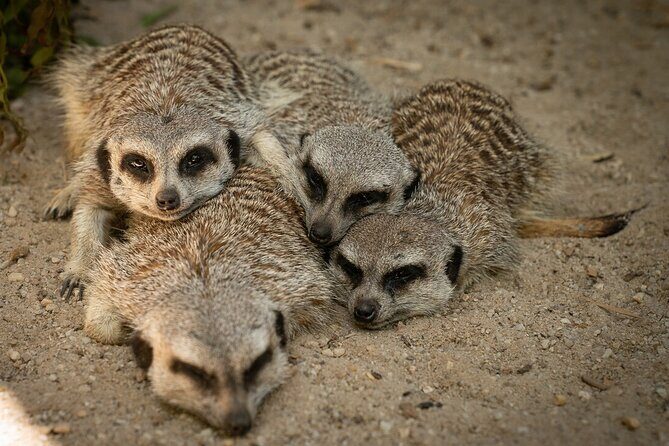 Meerkat Experience at Werribee Open Range Zoo - excl. entry - What to Expect During Your Visit