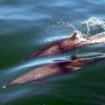 Mega Yacht ALL INCLUSIVE Yelapa Waterfall & Snorkeling Adventure - Starting Point and First Activities: Relaxing on Bahia de Banderas