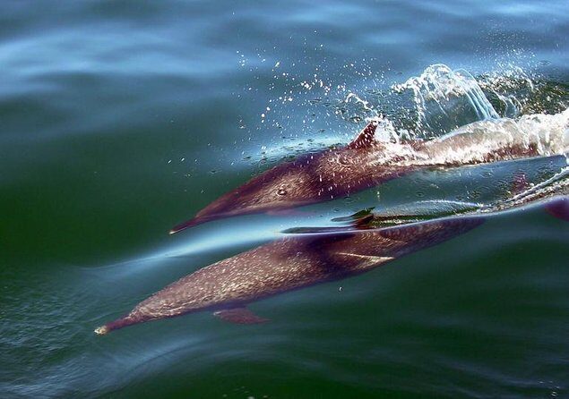 Mega Yacht ALL INCLUSIVE Yelapa Waterfall & Snorkeling Adventure - Starting Point and First Activities: Relaxing on Bahia de Banderas