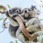 Melbourne: 2-Day Great Ocean Road & Grampians Tour - The Practical Side: What’s Included and What’s Not