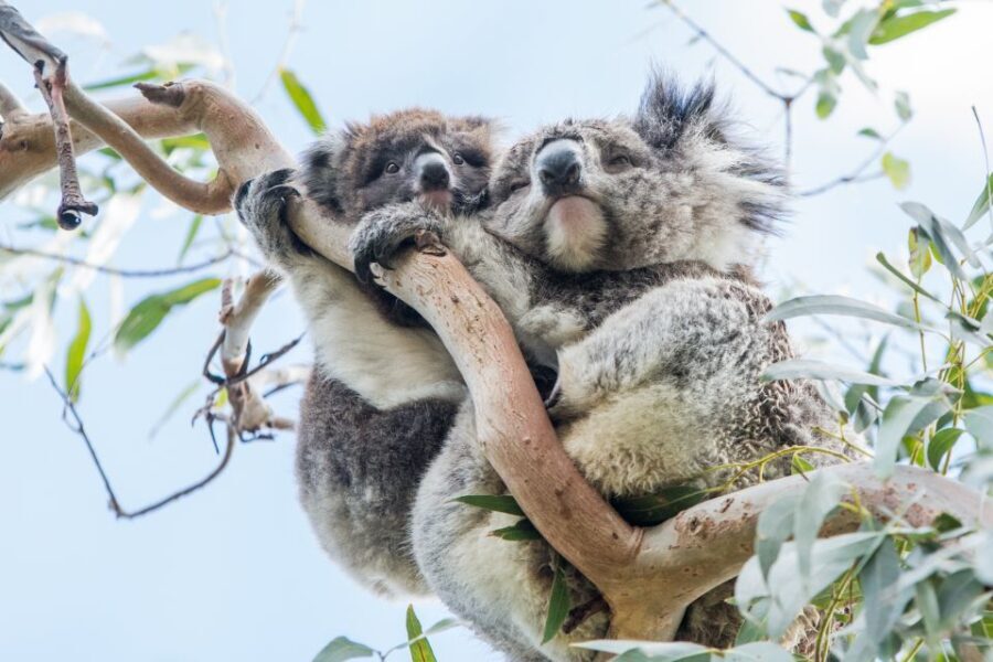 Melbourne: 2-Day Great Ocean Road & Grampians Tour - The Practical Side: What’s Included and What’s Not
