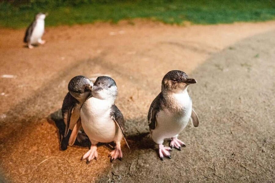 Melbourne: Boutique Phillip Island Wine, Dine & Penguin Tour - Exploring the Day-by-Day Itinerary