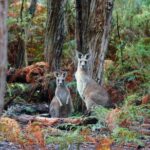 Melbourne Combo: Great Ocean Road Day Trip and Phillip Island Day Trip from Melbourne - Practical Insights and Tips