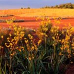 Melbourne: Cranbourne Gardens Electric Explorer Tour - Practical Details and What to Know Before Visiting