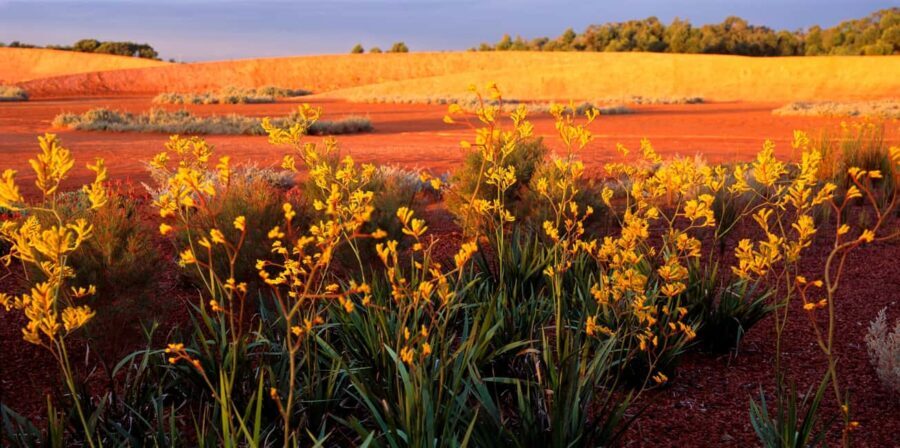 Melbourne: Cranbourne Gardens Electric Explorer Tour - Practical Details and What to Know Before Visiting