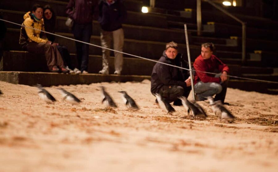 Melbourne Essentials: City, Penguins and Great Ocean Road - Final Thoughts