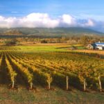 Melbourne: Full-Day Horses, Wine, and Beer Tour - Beer Tasting at a Classic Aussie Pub