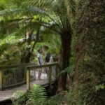 Melbourne: Great Ocean Road, 12 Apostles & Rainforest Tour - What To Expect: Comfort, Convenience, and Authenticity
