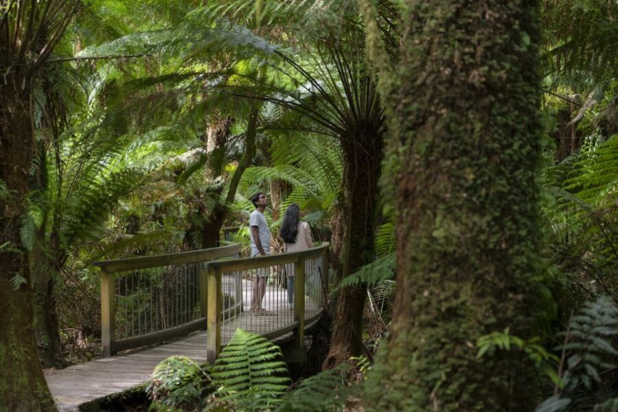 Melbourne: Great Ocean Road, 12 Apostles & Rainforest Tour - What To Expect: Comfort, Convenience, and Authenticity