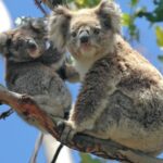 Melbourne: Healesville Sanctuary & Phillip Island Tour - In-Depth Breakdown of the Itinerary
