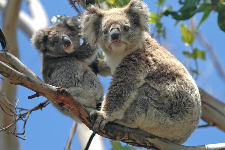 Melbourne: Healesville Sanctuary & Phillip Island Tour - In-Depth Breakdown of the Itinerary