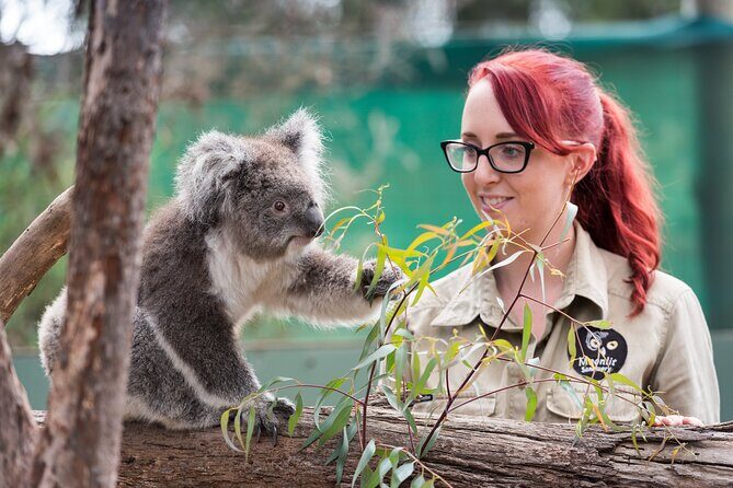 Melbourne Highlights and Aussie Wildlife Express Tour - Who Would Enjoy This Tour?
