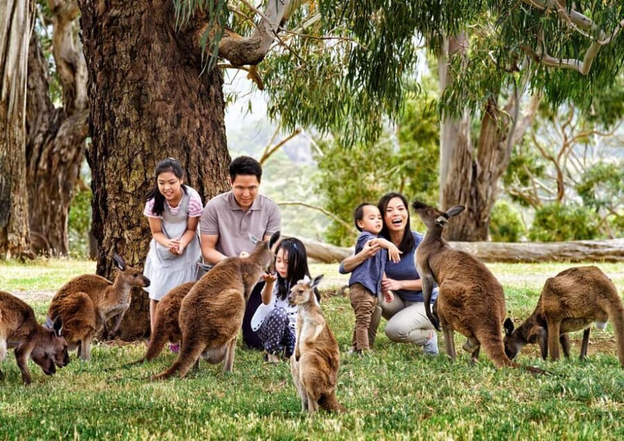 Melbourne Highlights & Aussie Wildlife Express Tour - Melbourne Laneways and Local Culture