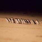 Melbourne Highlights, Moonlit and Penguin Parade Day Tour - Final Thoughts: Is This Tour for You?