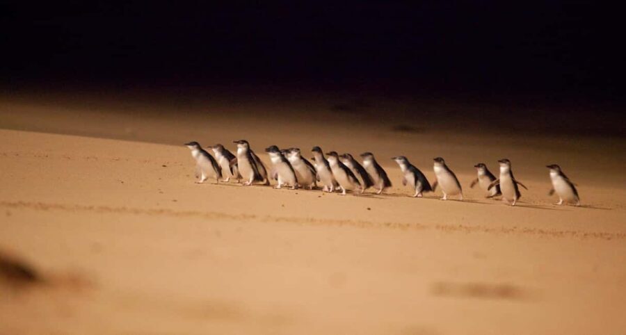 Melbourne Highlights, Moonlit and Penguin Parade Day Tour - Final Thoughts: Is This Tour for You?