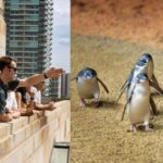 Melbourne Magic: City Highlights and Penguin Parade Tour - Authentic Traveler Experiences and Feedback
