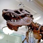 Melbourne Museum Entry Ticket - Authentic Feedback and Insights
