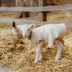 Melbourne: Penguin Parade & Churchill Island Farm Tour - What We Loved & What to Consider