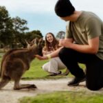 Melbourne: Penguin Parade , Koala & Brighton Bathing Boxes - What’s Included and What’s Not