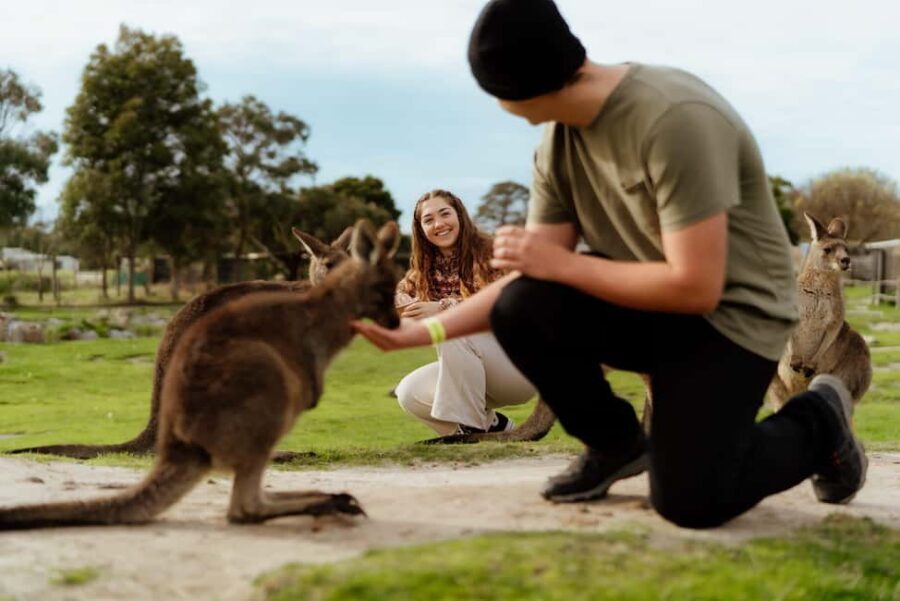 Melbourne: Penguin Parade , Koala & Brighton Bathing Boxes - What’s Included and What’s Not