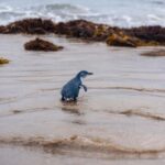 Melbourne: Penguin Parade & Phillip Island Scenic Day Tour - Key Points