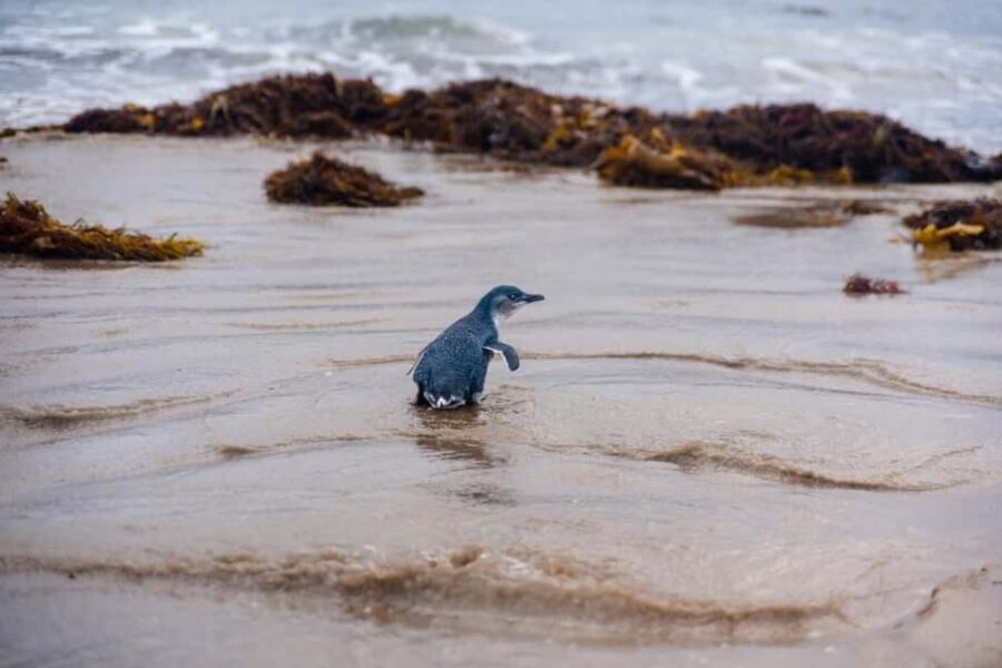 Melbourne: Penguin Parade & Phillip Island Scenic Day Tour - Key Points