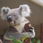 Melbourne Phillip Island 1 Day Tour - A Detailed Look at the Tour