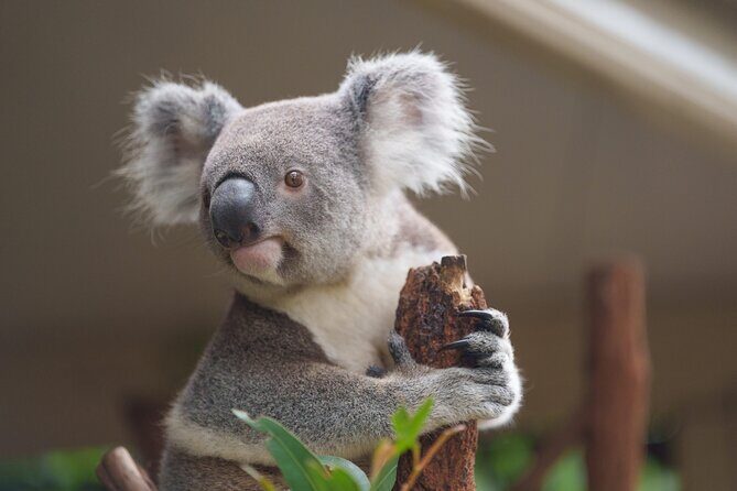 Melbourne Phillip Island 1 Day Tour - A Detailed Look at the Tour