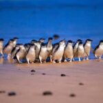 Melbourne: Phillip Island Penguin Parade Watching Day Tour - Why This Tour Offers Good Value