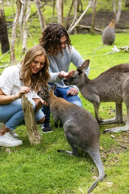 Melbourne: Phillip Island Private Tour with Penguin Parade - What Makes This Tour Stand Out?
