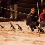 Melbourne: Phillip Island Tour & Penguin Parade - Itinerary Breakdown: What to Expect