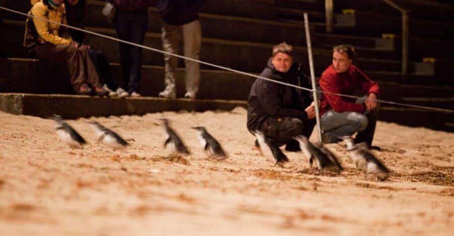 Melbourne: Phillip Island Tour & Penguin Parade - Itinerary Breakdown: What to Expect