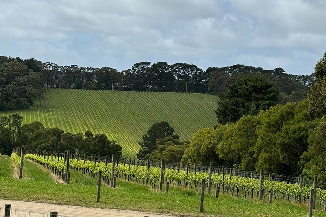 Melbourne: Private Mornington Peninsula & Winery Tours. - Transportation and logistics