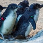 Melbourne Private Penguins Tour wildlife Wine Tour - Logistics & Practicalities
