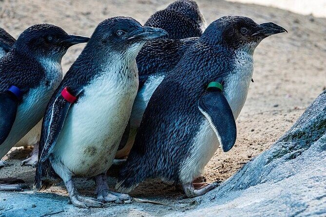 Melbourne Private Penguins Tour wildlife Wine Tour - Logistics & Practicalities