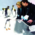 Melbourne: SEA LIFE Aquarium Entrance Ticket - Breaking Down the Experience: What Youll See and Do