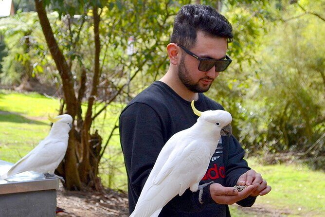 Melbourne Sky High - Private Bush Tour - Transportation & Timing