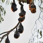 Melbourne Tour: Walk the Yarra & Heritage Convent Experience - A Deep Dive into the Experience