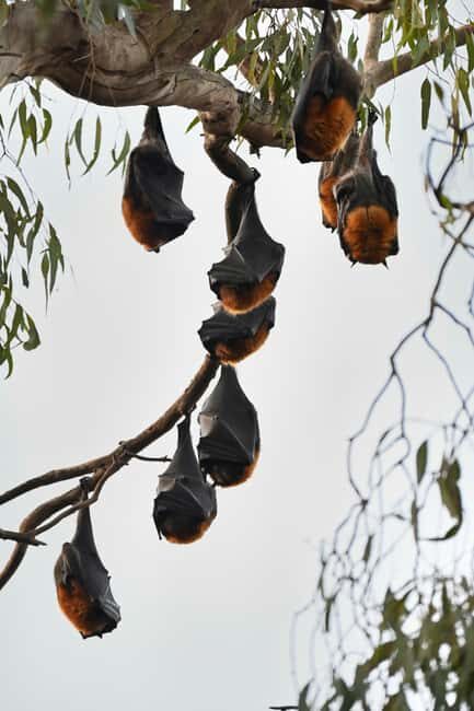 Melbourne Tour: Walk the Yarra & Heritage Convent Experience - A Deep Dive into the Experience
