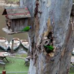 Melbourne: Walk the Yarra to Historic Fairfield Boathouse - A Close Look at What’s on Offer