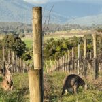 Melbourne Yarra Valley Wineries Explore Private Tour - Who Is This Tour Best For?