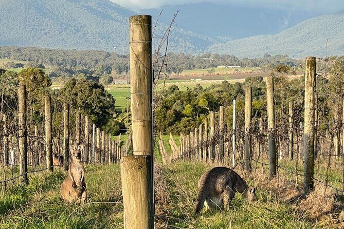 Melbourne Yarra Valley Wineries Explore Private Tour - Who Is This Tour Best For?