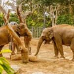 Melbourne Zoo: 1-Day Entry Ticket - The Sum Up