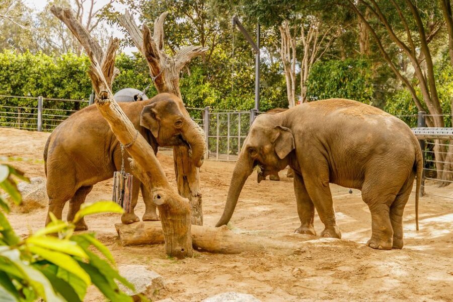 Melbourne Zoo: 1-Day Entry Ticket - The Sum Up