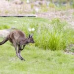 Melbourne Zoo: Australian Wildlife Experience Ticket - Why Choose This Tour?