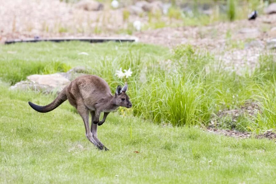 Melbourne Zoo: Australian Wildlife Experience Ticket - Why Choose This Tour?