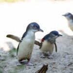 Melbourne Zoo General Entry Ticket - What to Expect at Melbourne Zoo