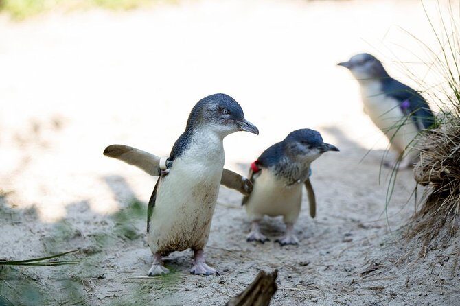 Melbourne Zoo General Entry Ticket - What to Expect at Melbourne Zoo