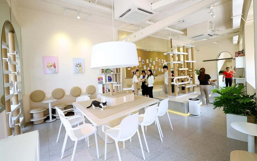Méo Meo Cat Cafe in Center of Saigon - An Authentic Peek Inside Méo Meo Cat Cafe